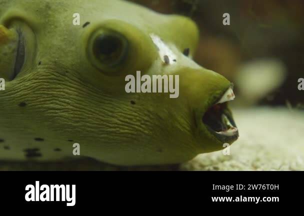 Close up video of Japanese puffer, Tiger puffer or torafugu. Macro ...