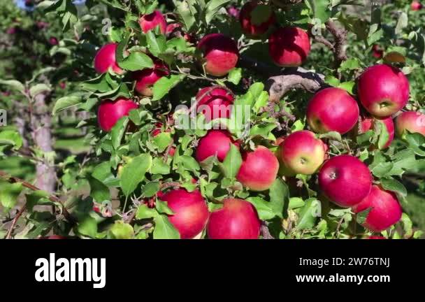 British apple tree Stock Videos & Footage - HD and 4K Video Clips - Alamy