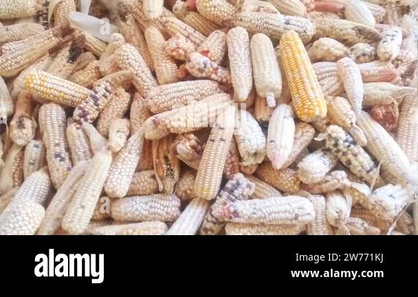 Maize cobs colors white Stock Videos & Footage - HD and 4K Video Clips ...