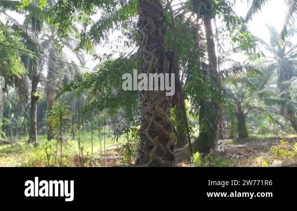 ficus microcarpa root crawling around the palm trunk Stock Video ...