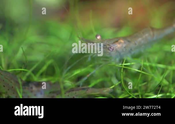 Freshwater ghost shrimp macro shot, or opaque glass shrimp with crooked ...