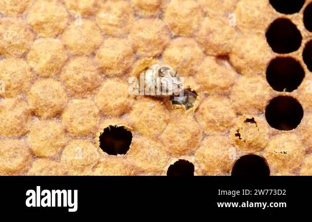 Insect hatching Stock Videos & Footage - HD and 4K Video Clips - Alamy
