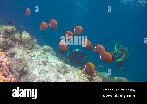 A flock of Pakistani butterfly fish. Exciting diving on the reefs of ...