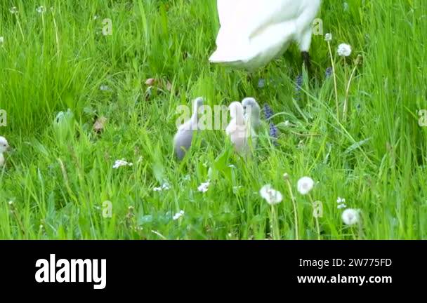 Little funny baby swans run after adult white swan parent in big juicy ...