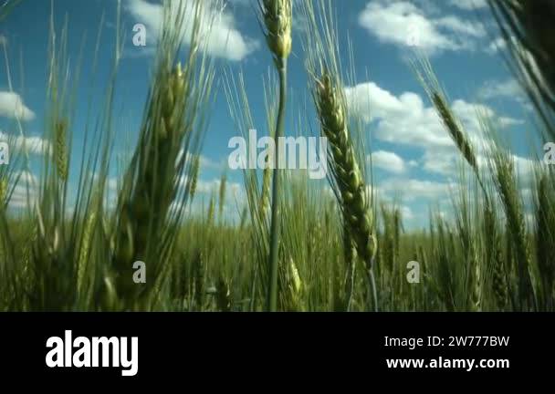 Wheat field, ears of wheat swaying from the gentle wind. Golden ears ...