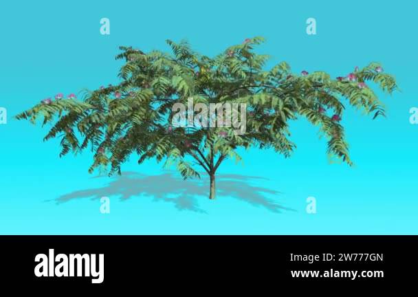 Mimosa Pink Flowers Tree on Chroma Key Blue Screen Tree Swaying at the ...