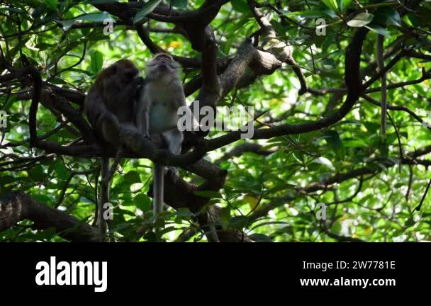 Monkey help Stock Videos & Footage - HD and 4K Video Clips - Alamy