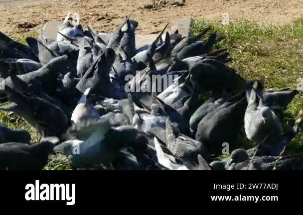 Up tails Stock Videos & Footage - HD and 4K Video Clips - Alamy