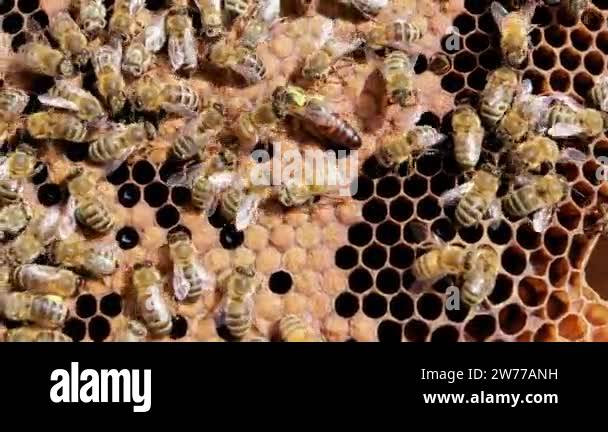 Brood on eggs Stock Videos & Footage - HD and 4K Video Clips - Alamy