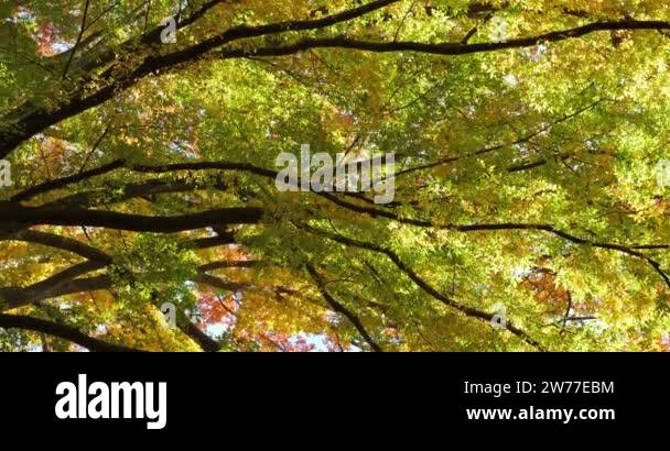 Japanese zelkova known as Japanese elm or keyaki Stock Video Footage ...