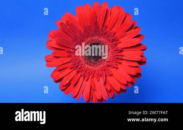 Red gerber daisy droplets Stock Videos & Footage - HD and 4K Video ...