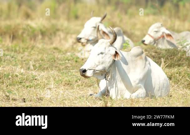 Laying with cows Stock Videos & Footage - HD and 4K Video Clips - Alamy