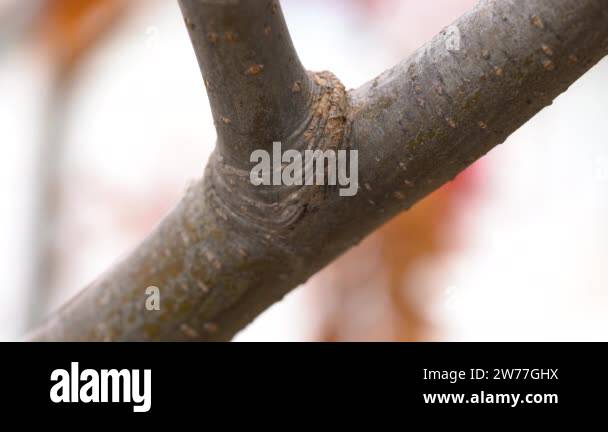 Sorbus aucuparia bark Stock Videos & Footage - HD and 4K Video Clips ...