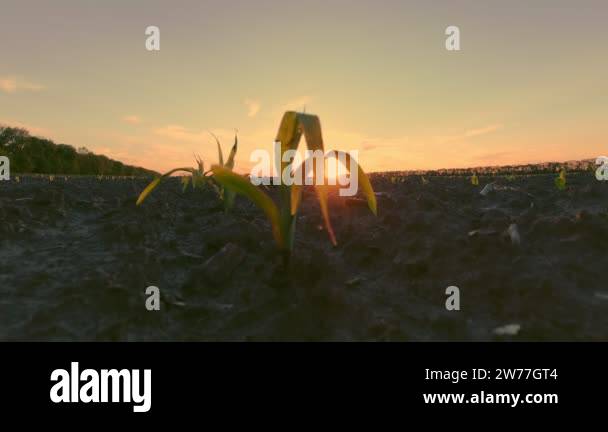 Corn growing. young green corn. close-up. Corn seedlings are growing in ...