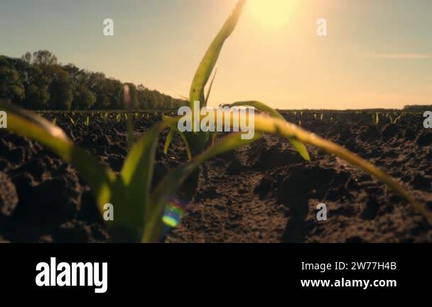 Corn growing. young green corn. close-up. Corn seedlings are growing in ...