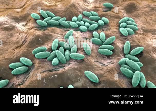 Brucella bacteria, 3D animation. Gram-negative bacteria that cause ...