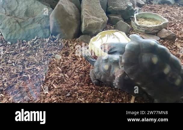 Turtles mating Stock Videos & Footage - HD and 4K Video Clips - Alamy