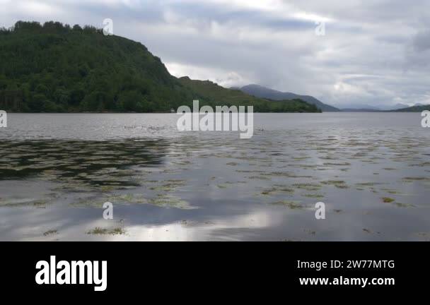 Scum on water surface Stock Videos & Footage - HD and 4K Video Clips ...