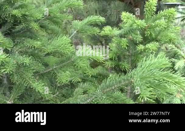 Finnish spruce (Picea fennica) is a species of woody plants of the ...