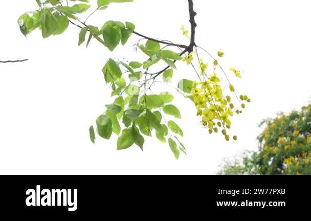 Cassia fistula, known as the golden rain tree, canafistula, and in ...