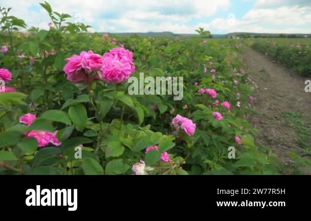 Rosa damascena for rose oil, industrial cultivation. Field of roses ...