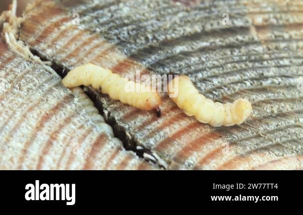 Tree boring insects Stock Videos & Footage - HD and 4K Video Clips - Alamy