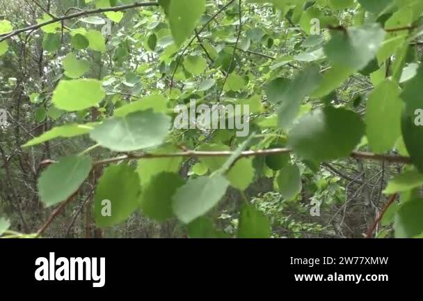 Common aspen populus tremula Stock Videos & Footage - HD and 4K Video ...