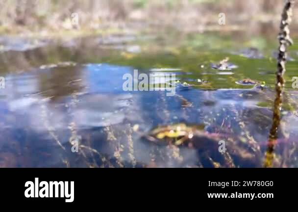 Slow motion shooting from under water of forest swamp, with Larvae ...