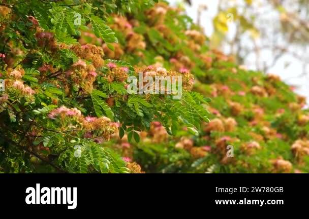 Rain canopy tree Stock Videos & Footage - HD and 4K Video Clips - Alamy