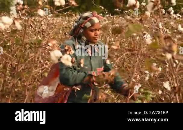 Harvesting cotton Stock Videos & Footage - HD and 4K Video Clips - Alamy