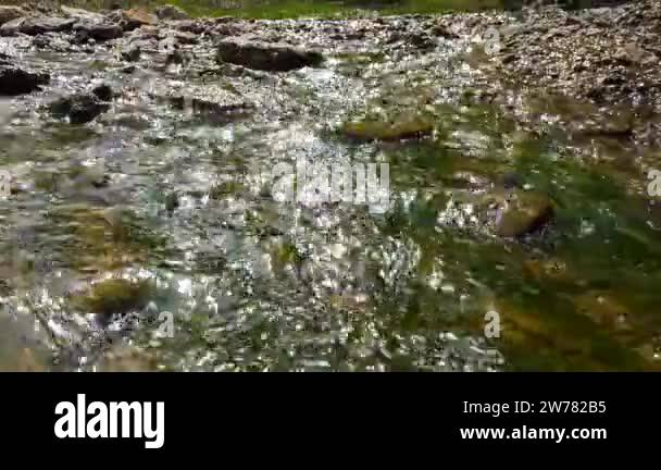 Enteromorpha, green algae in fast flowing water from a salt spring on ...