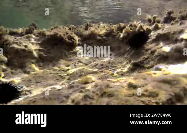 Underwater of a real sea with microscopic animals, planktons and small ...