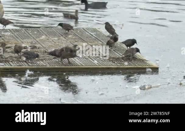 Raft of birds Stock Videos & Footage - HD and 4K Video Clips - Alamy