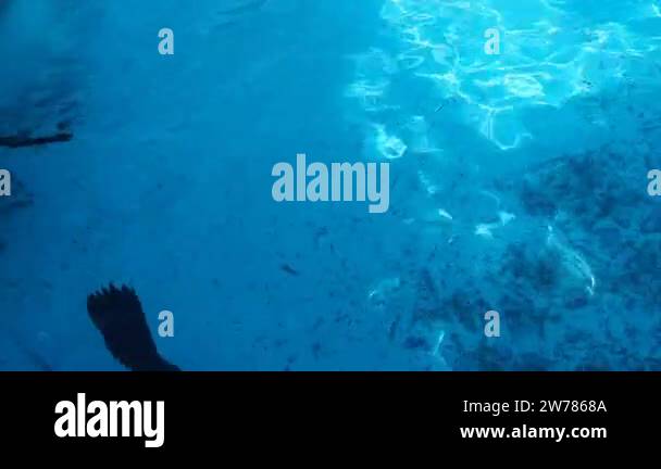 The seal swims under water and turns sharply in the other direction ...