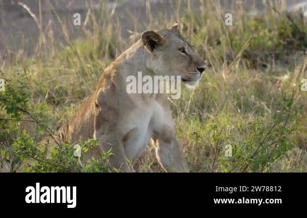 A young lioness lying in between tall grass Stock Video Footage - Alamy