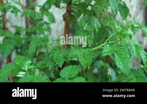 Wet rain damp water Stock Videos & Footage - HD and 4K Video Clips - Alamy