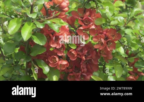 Japanese quince blossoms flowering quince shrub flower Stock Videos ...