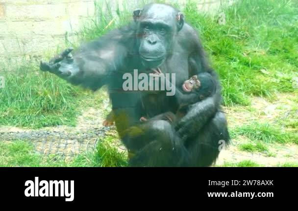 Mother chimpanzee with cute baby and infant behind the glass window saw ...