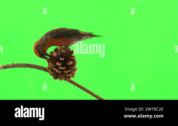 male of the red beak moves along the branch and pecks the cone of the ...