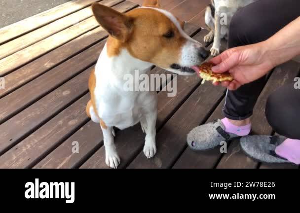 Basenji male dog eating pancake from master hand while female dog ...
