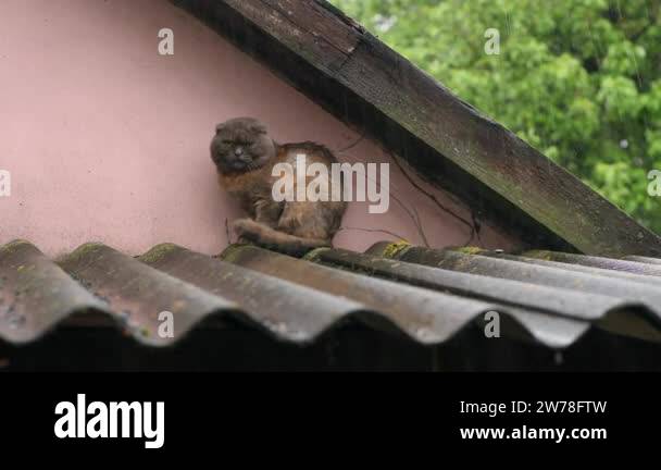 Sad lonely cat breed Stock Videos & Footage - HD and 4K Video Clips - Alamy