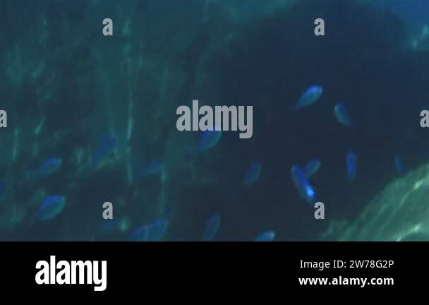 Fusiliers are a family, Caesionidae, of fishes in order Perciformes ...