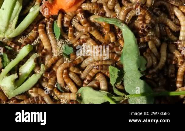 Worm bird food Stock Videos & Footage - HD and 4K Video Clips - Alamy