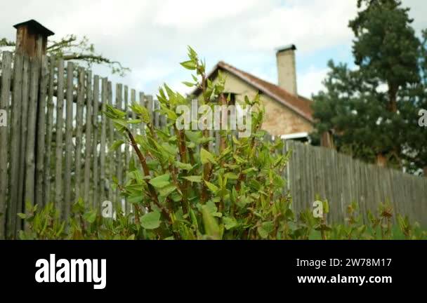 Knotweed Japanese, invasive expansive species of dangerous plants leaf, village house path way ...