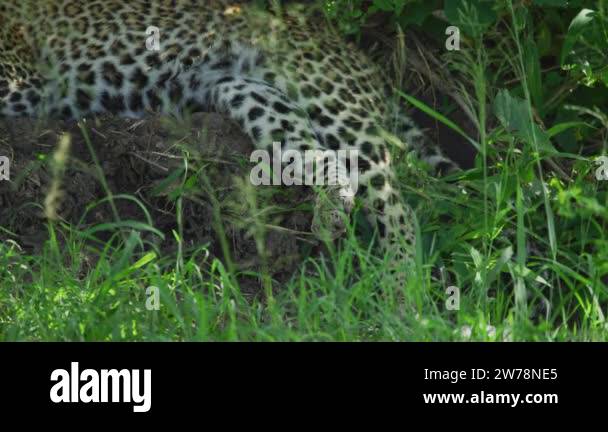 Leopard legs Stock Videos & Footage - HD and 4K Video Clips - Alamy
