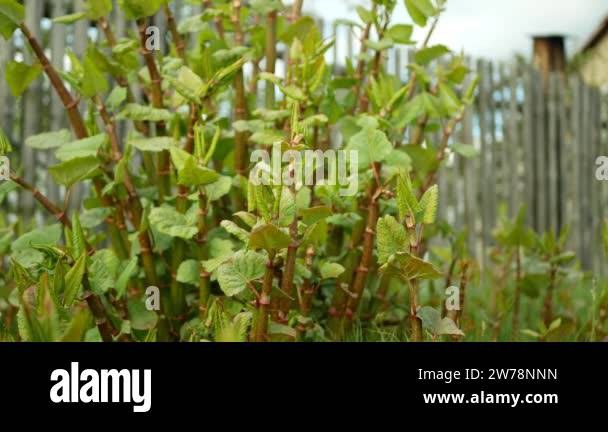 Knotweed Japanese, invasive flowers gatecrasher expansive species of dangerous plants leaf ...