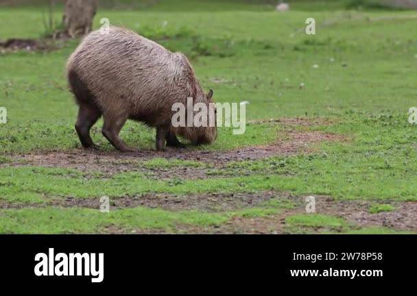 The capybara, Hydrochoerus hydrochaeris is the largest extant rodent in ...