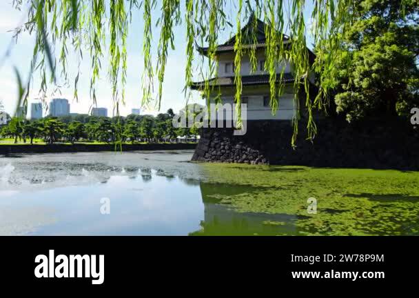 Video of a weeping willow branches swaying in the wind and hanging over ...