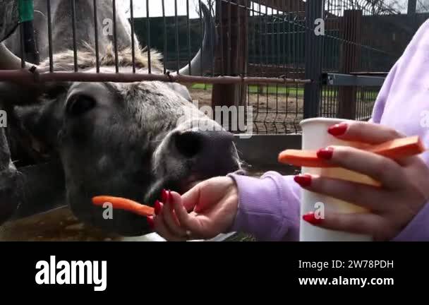 Hungarian and Ukrainian gray cows on the farm. Aboriginal breed of ...