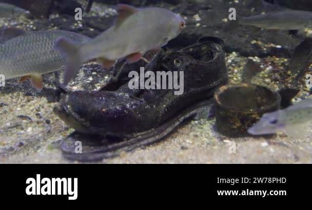 Environmental problems related to water pollution. Water pollution is ...